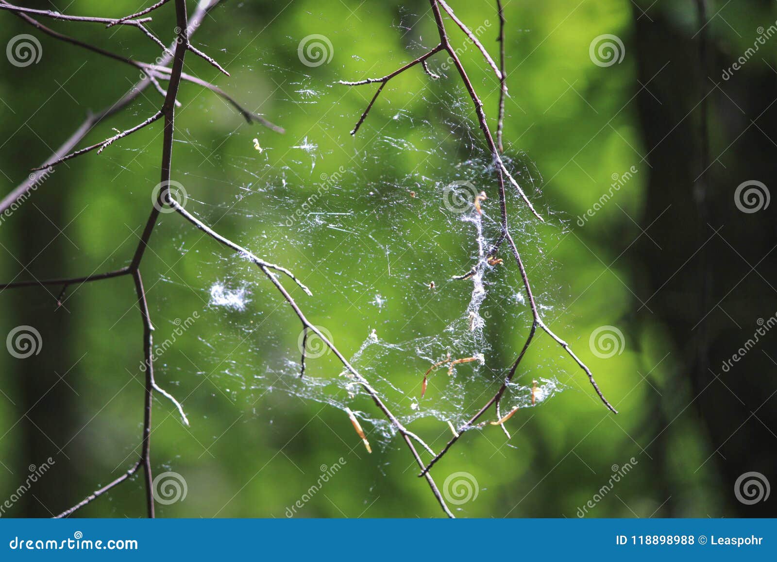Special Spider Web in Forest Stock Photo - Image of blurry, forest ...