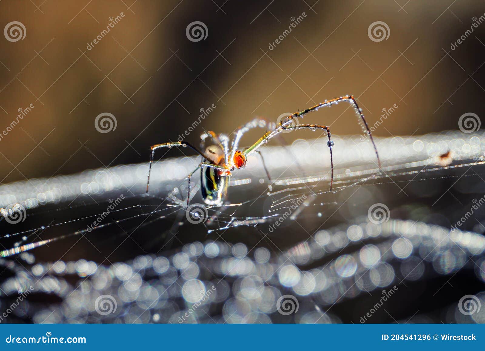 Macro Shot of a Spider Building Its Web Stock Photo - Image of daylight ...
