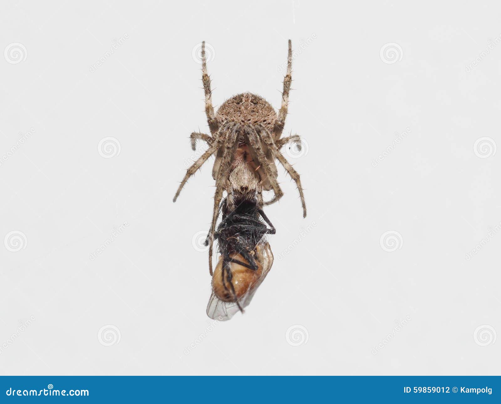 Macro Shot of Spider Eating Fly on White Background Stock Photo - Image ...