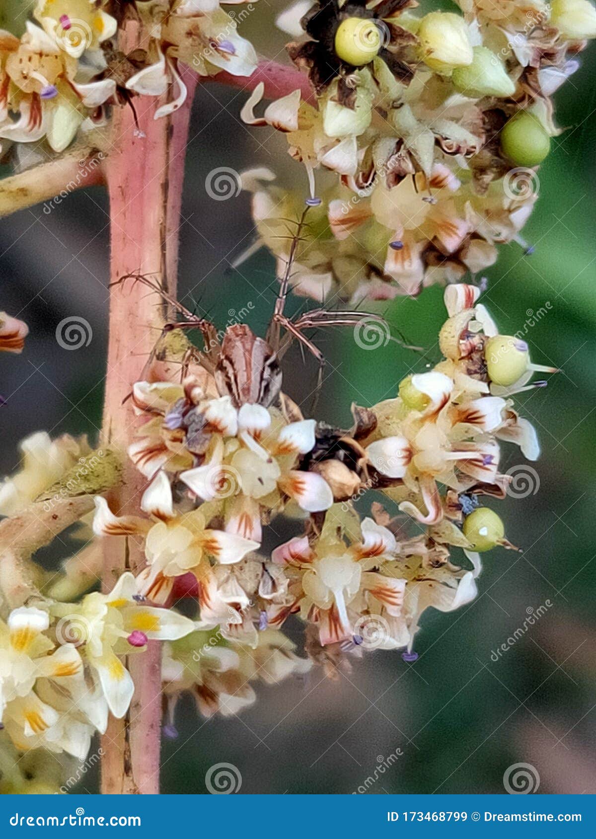 Macro Shot of Spider Over the Mango Flower. Stock Image - Image of shot ...