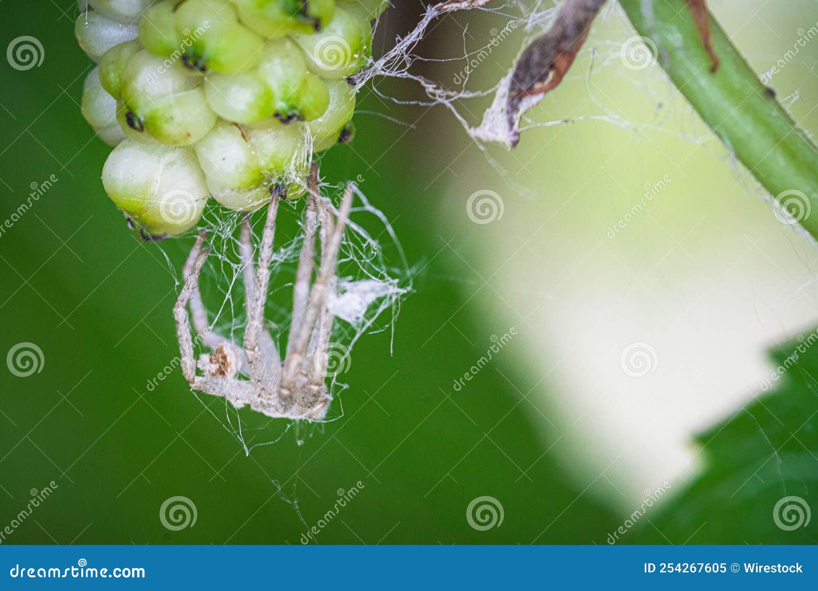 Macro Shot of Spider on Plant Stock Image - Image of creepy, outside ...