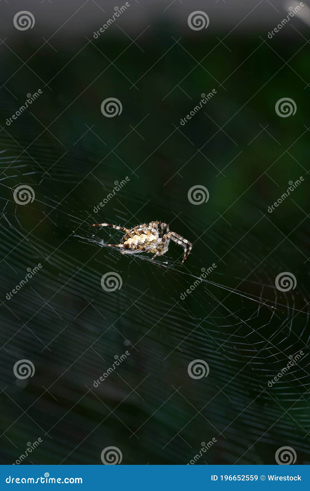 Macro Shot of a Spider on a Web Stock Image - Image of legs, pattern ...