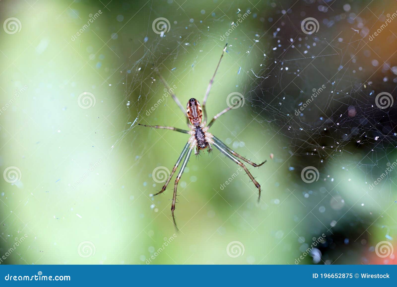 Macro Shot of a Spider on a Web Stock Image - Image of wildlife ...