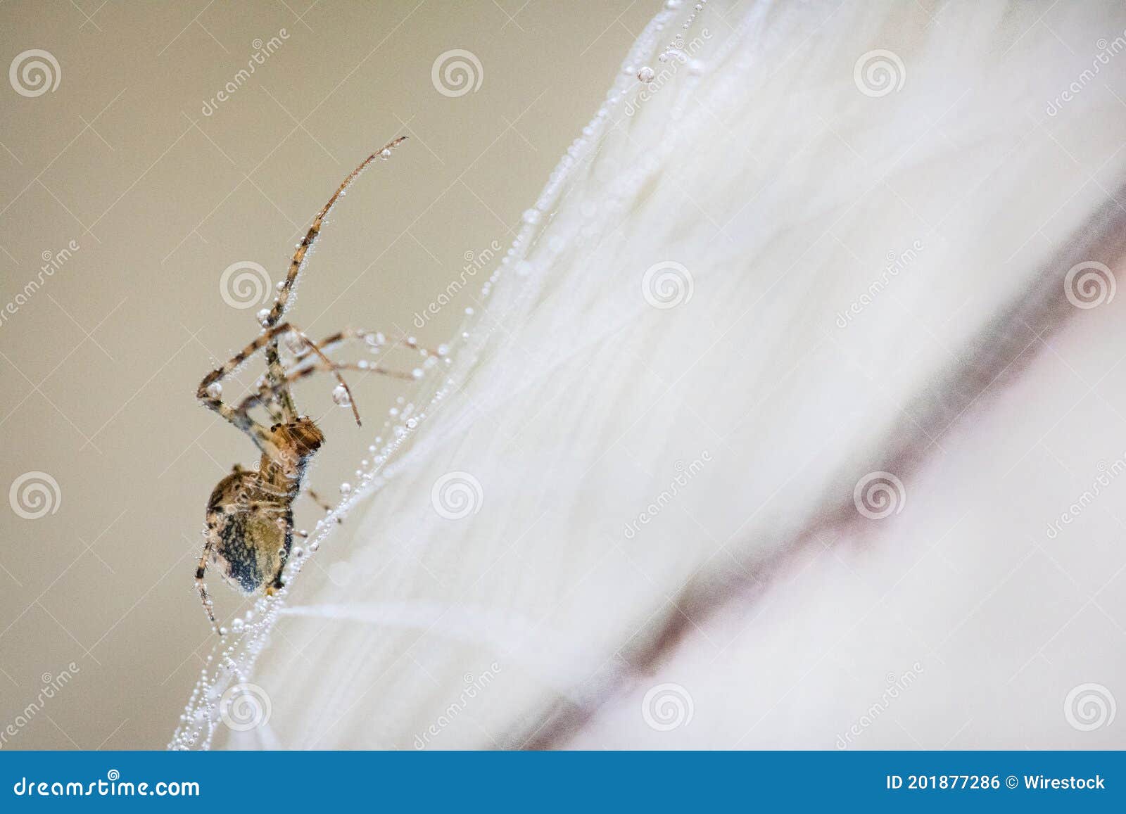 Macro Shot of a Spider on the Web Stock Photo - Image of background ...