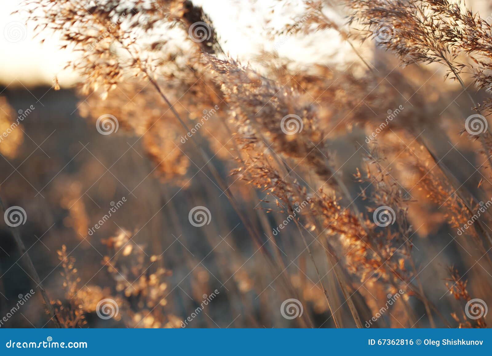 Macro Shot Spikes of Marsh Plants in Spring Stock Photo - Image of ...