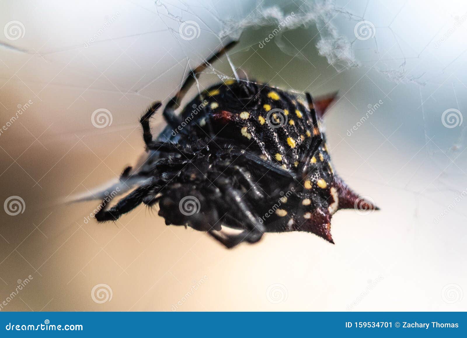 Macro Shot of Spinybacked Orbweaver Stock Image - Image of spider ...