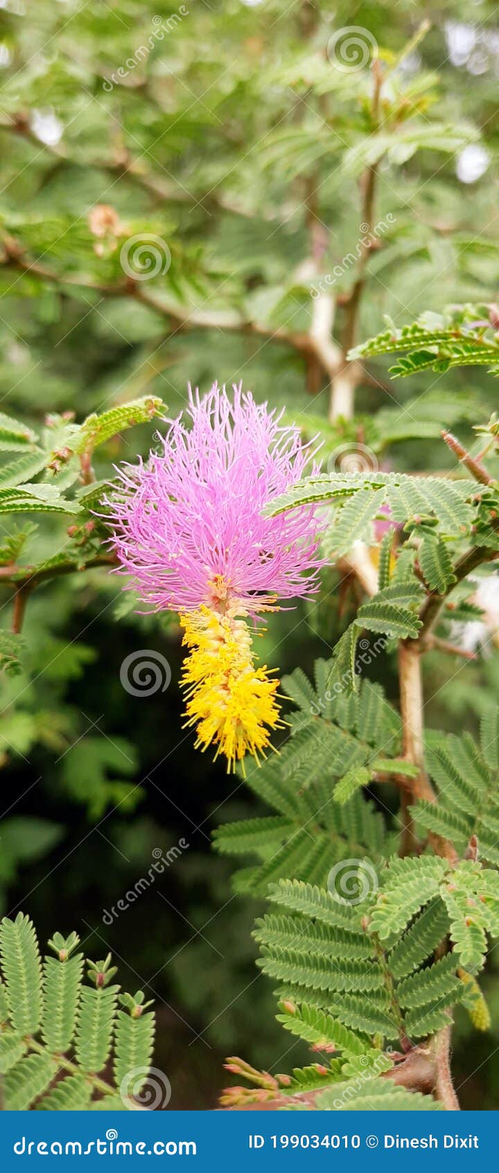 Macro Shot of Spongy Flower Stock Photo - Image of invertebrate, plant ...