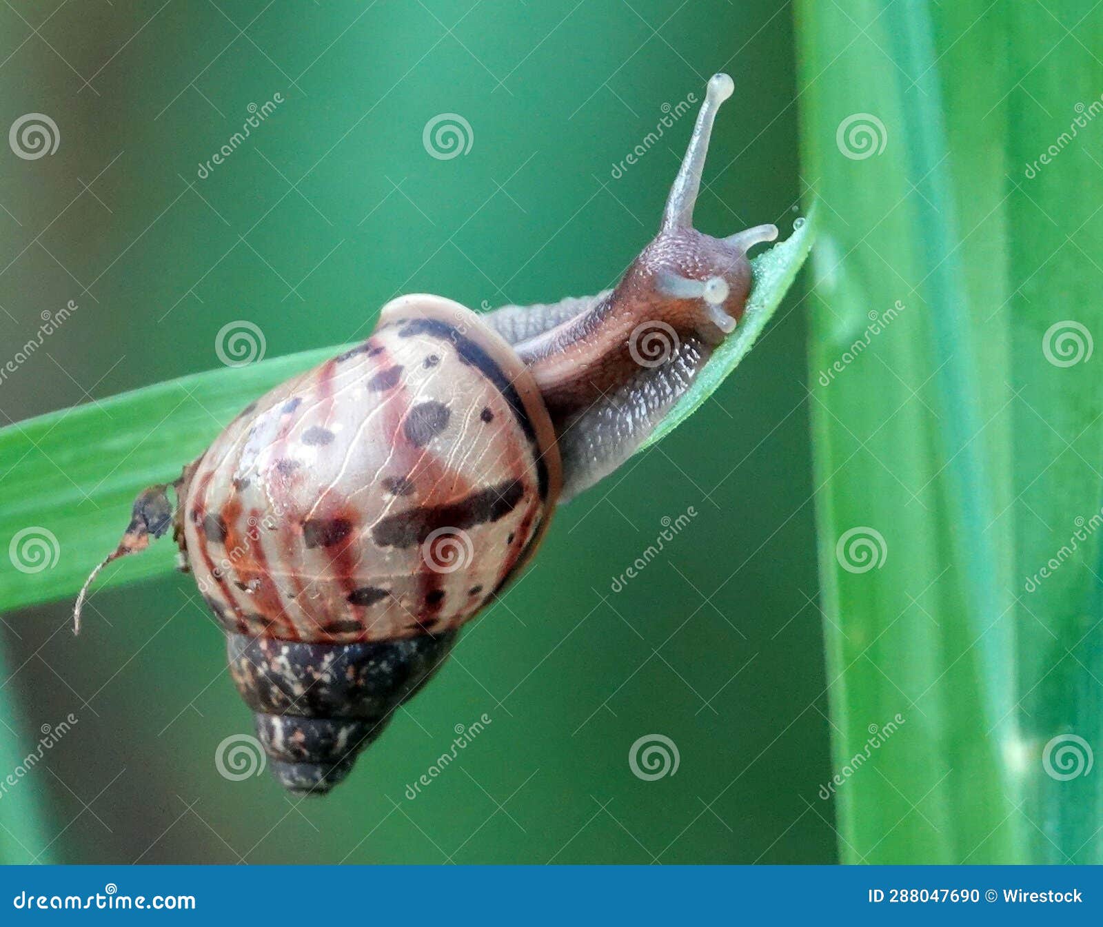 Macro Shot of a Spotted Brown Snail on a Green Grass Blade Stock Photo ...