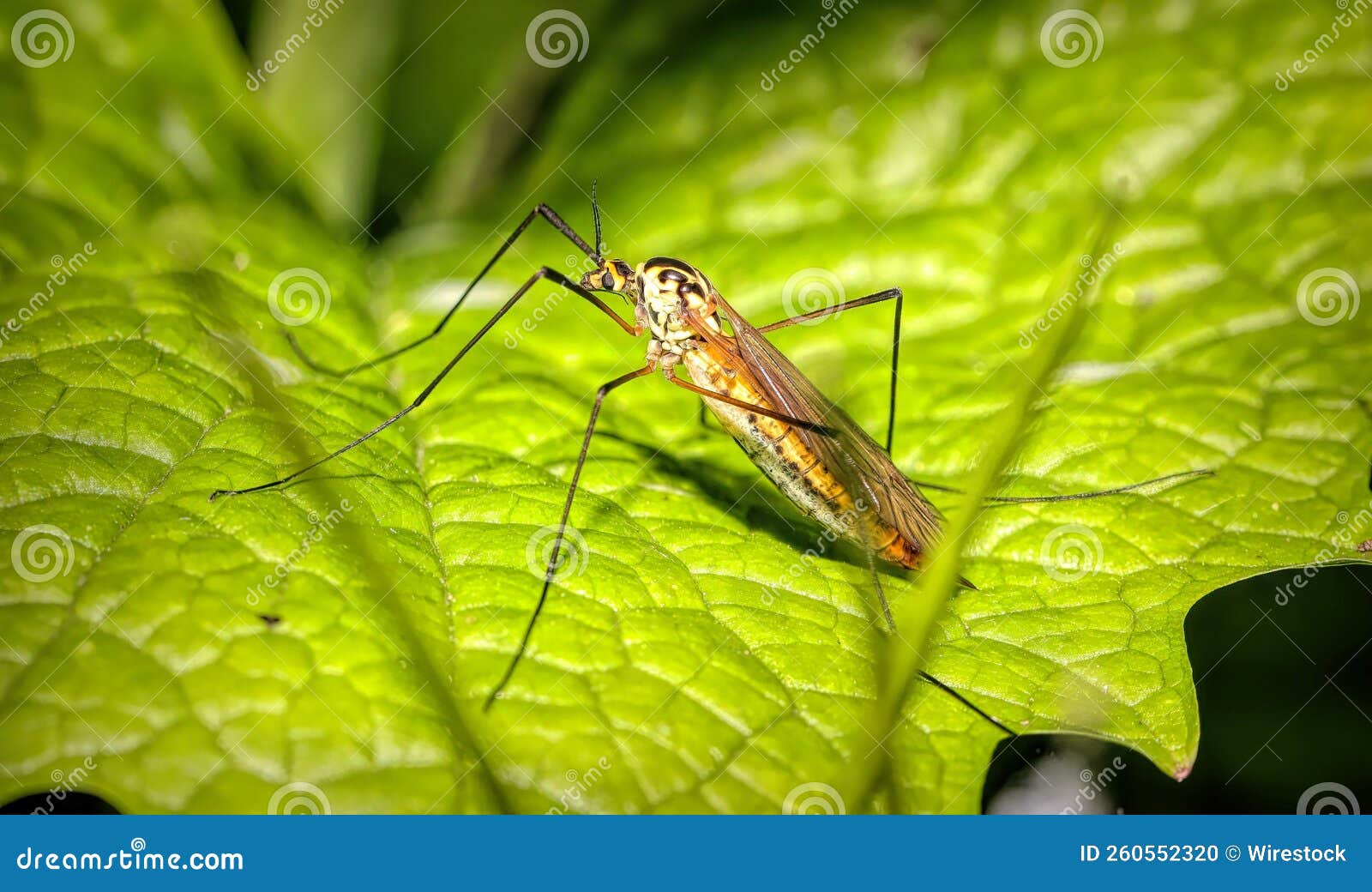 Spotted Cranefly, Nephrotoma Appendiculata Crane Fly Royalty-Free Stock ...