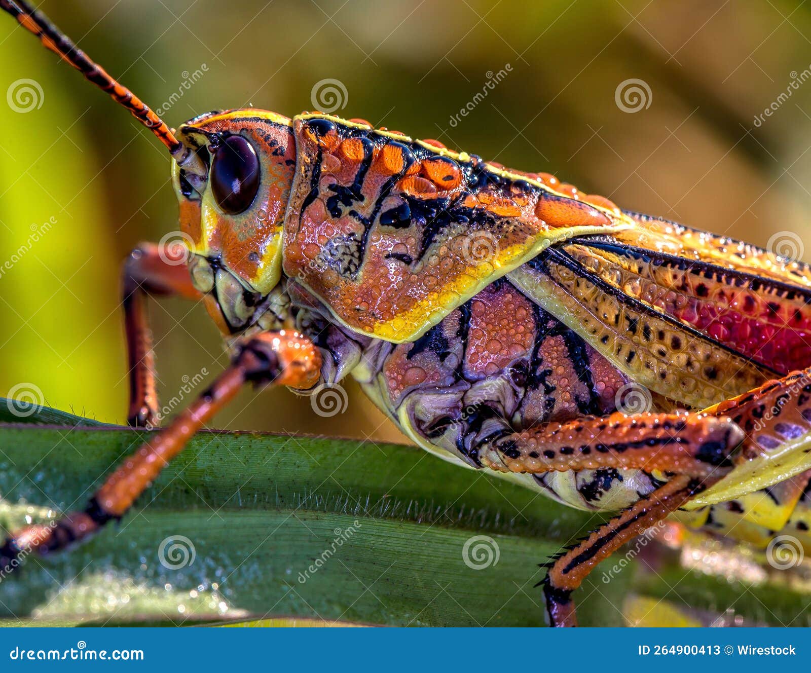 Macro Shot of a Spotted Pink Grasshopper on a Green Leaf Stock Image ...