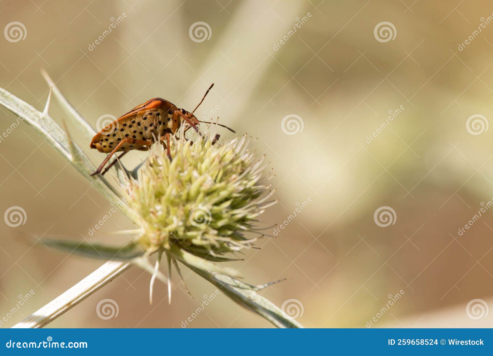 Macro Shot of a Spotted True Bug on a Clover Flower Stock Photo - Image ...