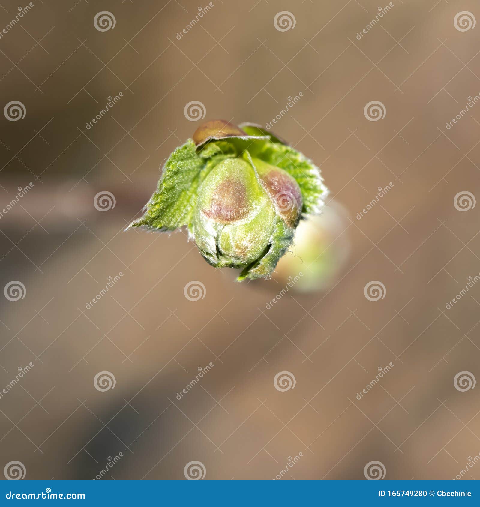 Macro Shot of the Sprout of a Hazelnut Corylus Avellana Stock Photo ...