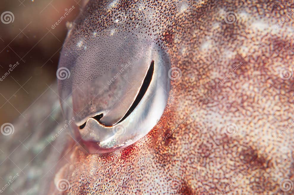 Macro shot of a squid eye stock photo. Image of squid - 193814278