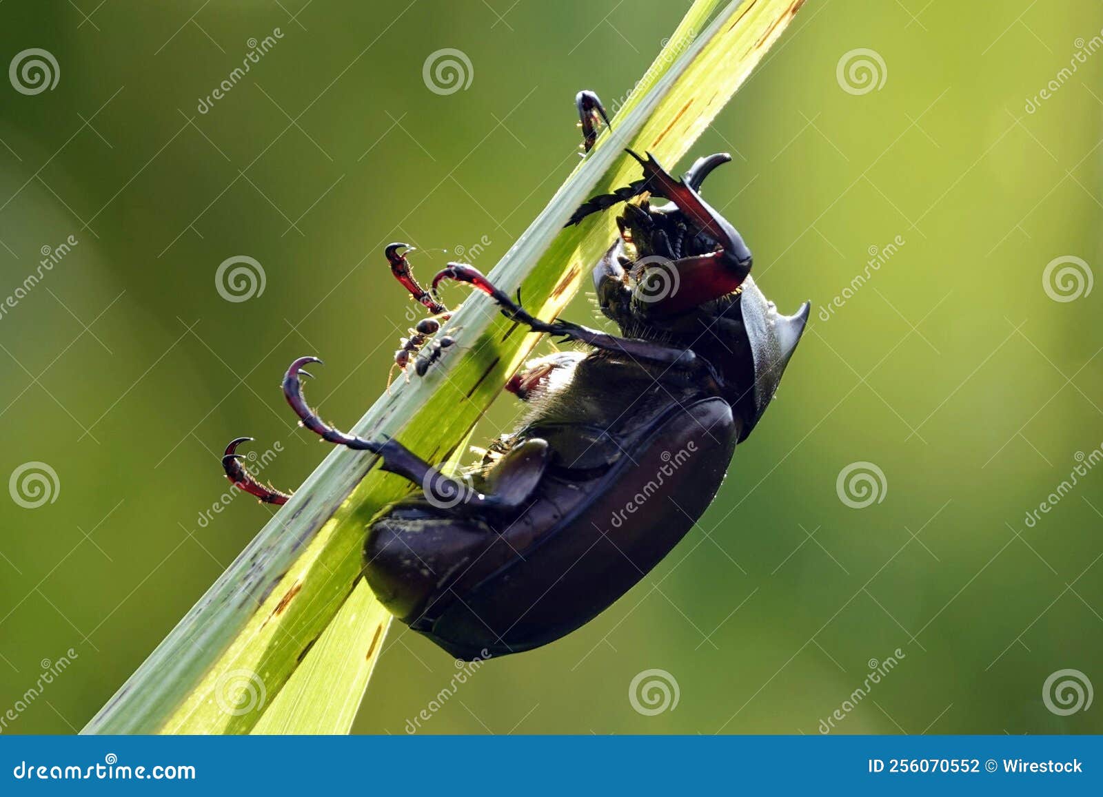 Macro Shot of a Stag Beetle on a Plant Stem Stock Photo - Image of ...