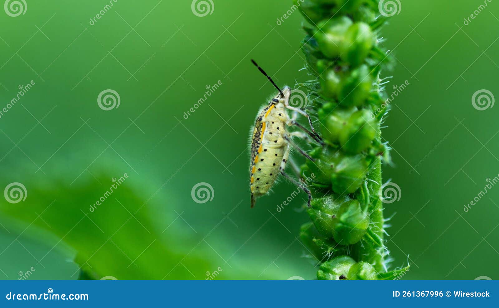Macro Shot of a Stink Bug (Pentatomidae) on Grass Stock Photo - Image ...
