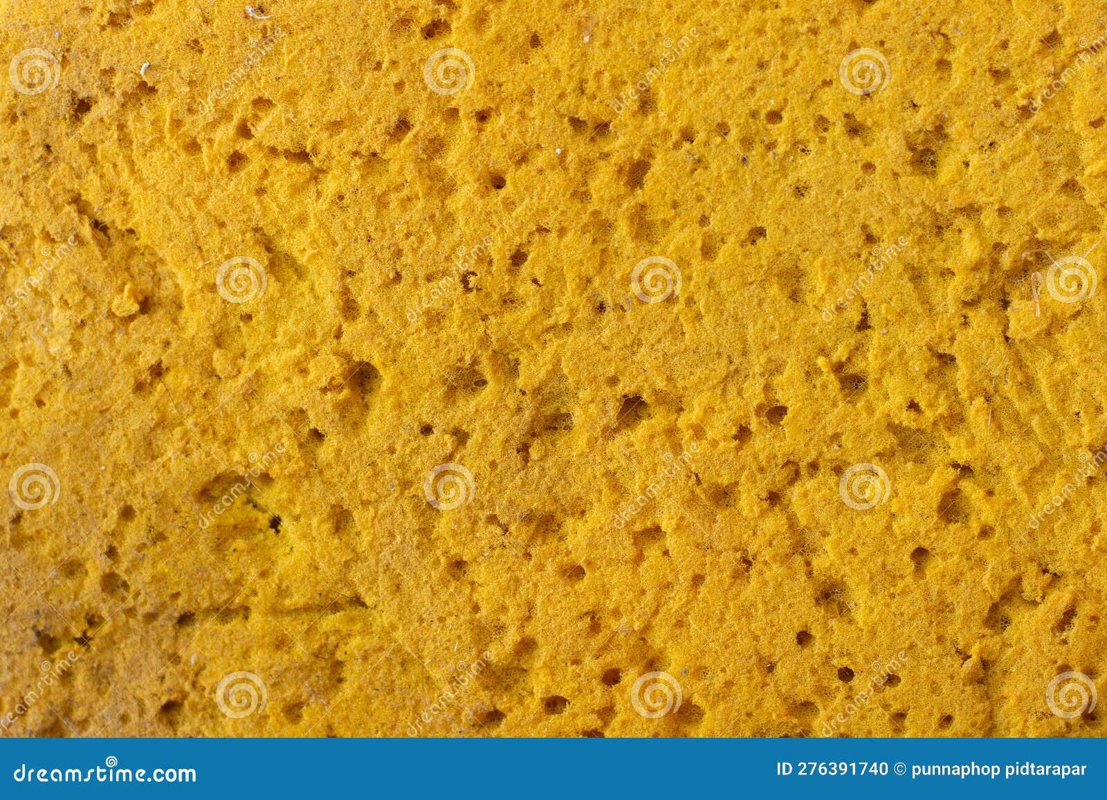 Sea Sponge Close Up. Underwater Photography, Philippines ...