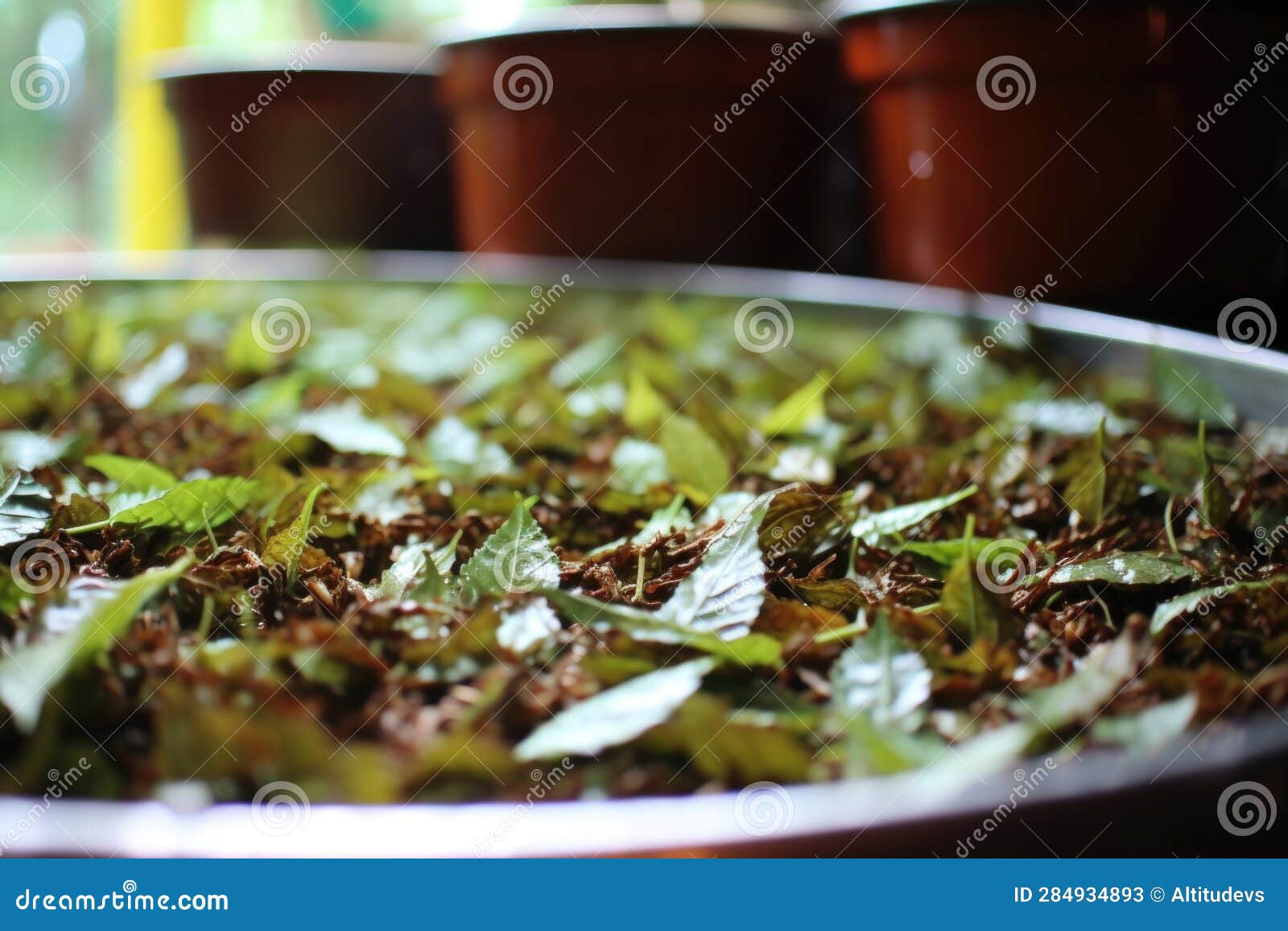 Tea Leaves Undergoing Oxidation Process On Trays Stock Photography ...