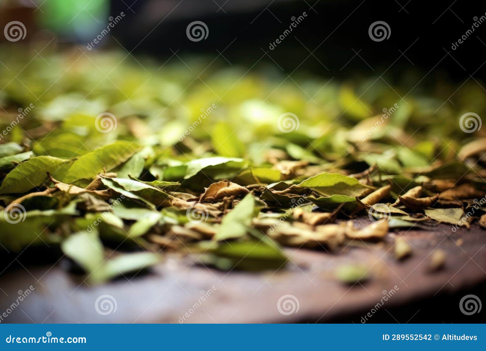 Tea Leaves Undergoing Oxidation Process On Trays Stock Photography ...