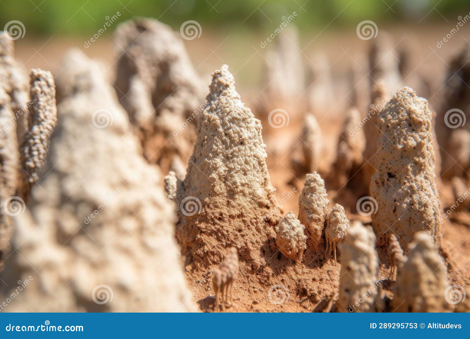 Macro Shot of Termite Mounds Clay Texture Stock Image - Image of ...