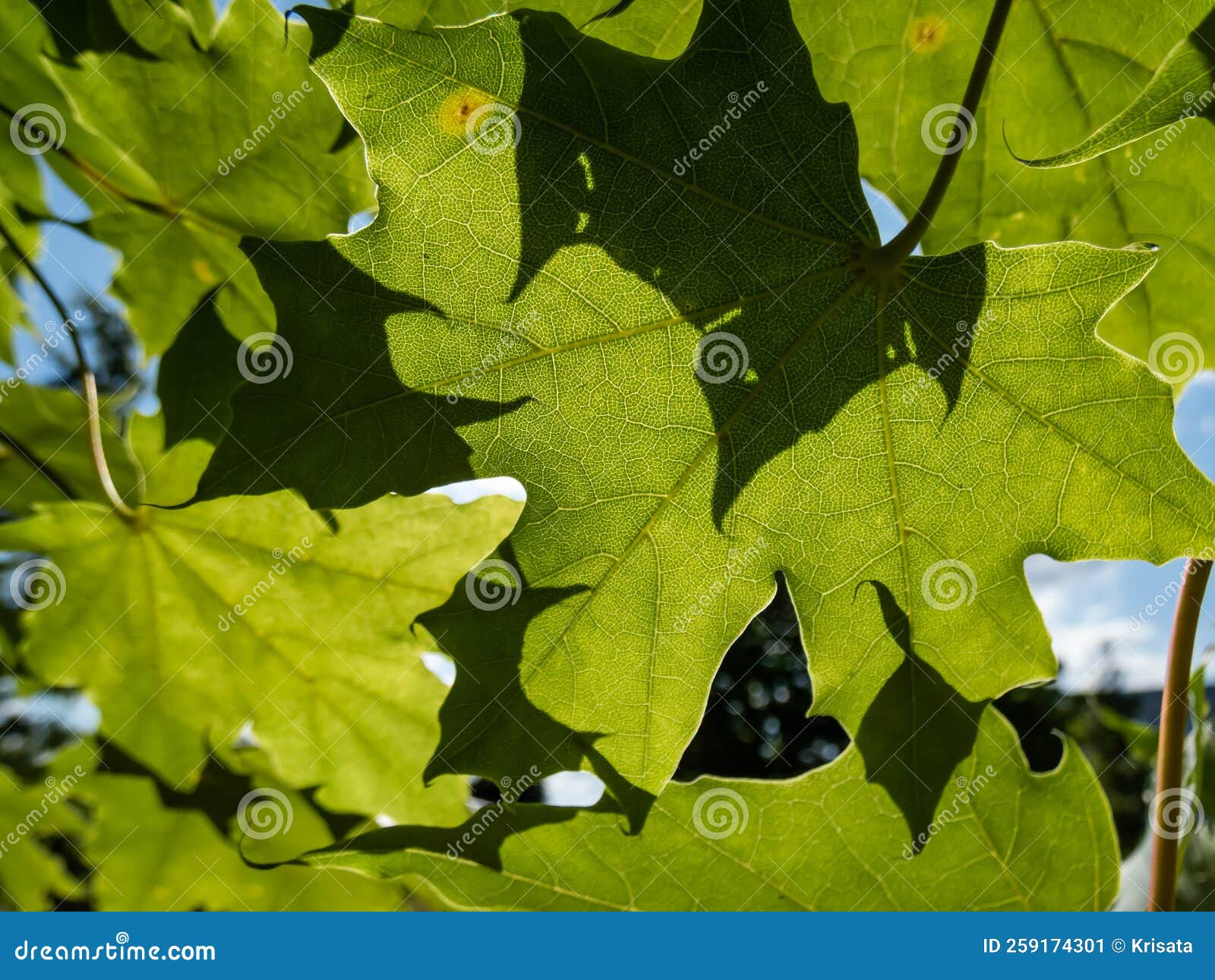 Macro Shot of Texture of a Green Leaf in Bright Backlight Showing Cells ...