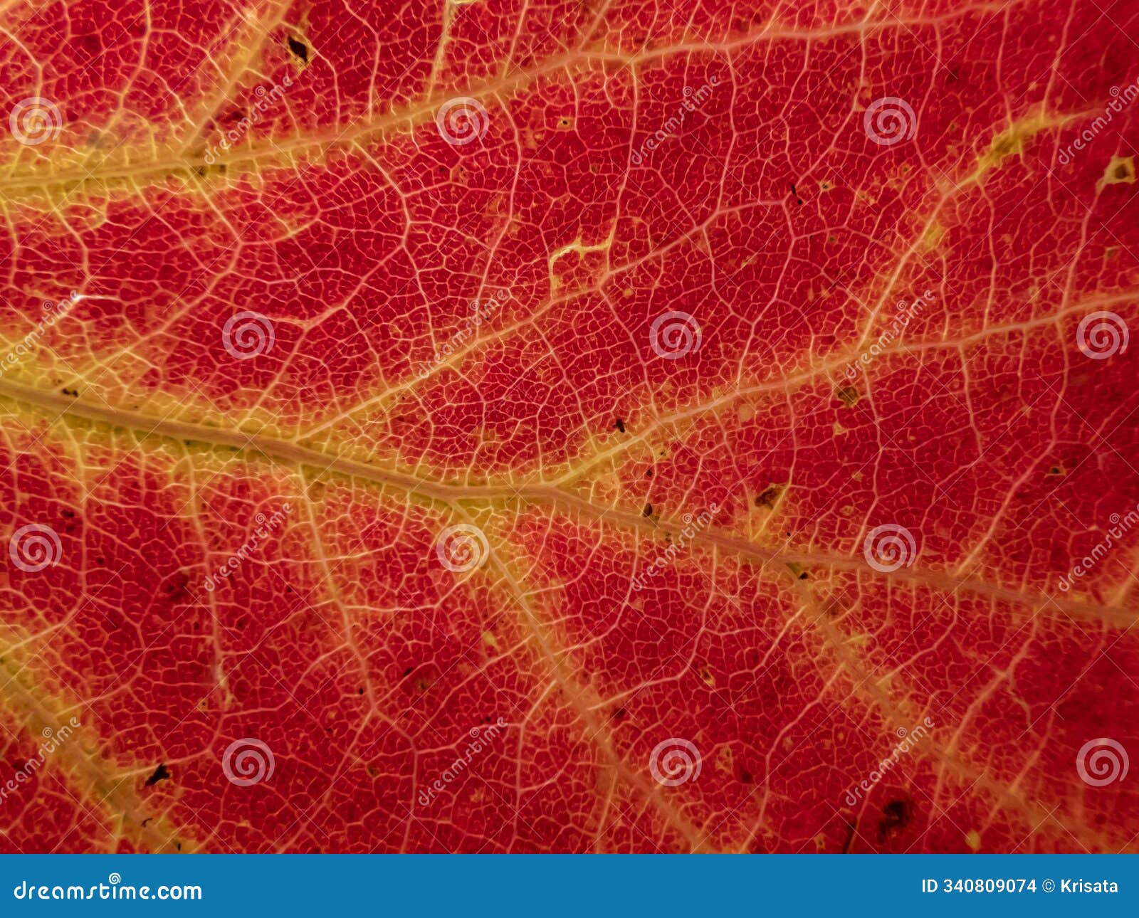Macro Shot of Texture of a Red and Yellow Leaf with Visible Cells ...