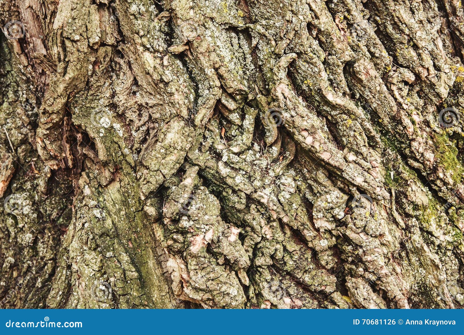 Macro Shot of Textured Background of an Old Aged Beautiful Oak Tree ...