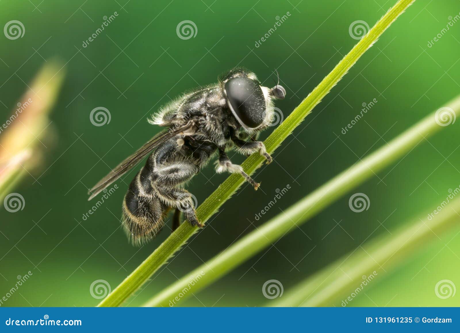 Tiny black fly species stock image. Image of beautiful - 131961235