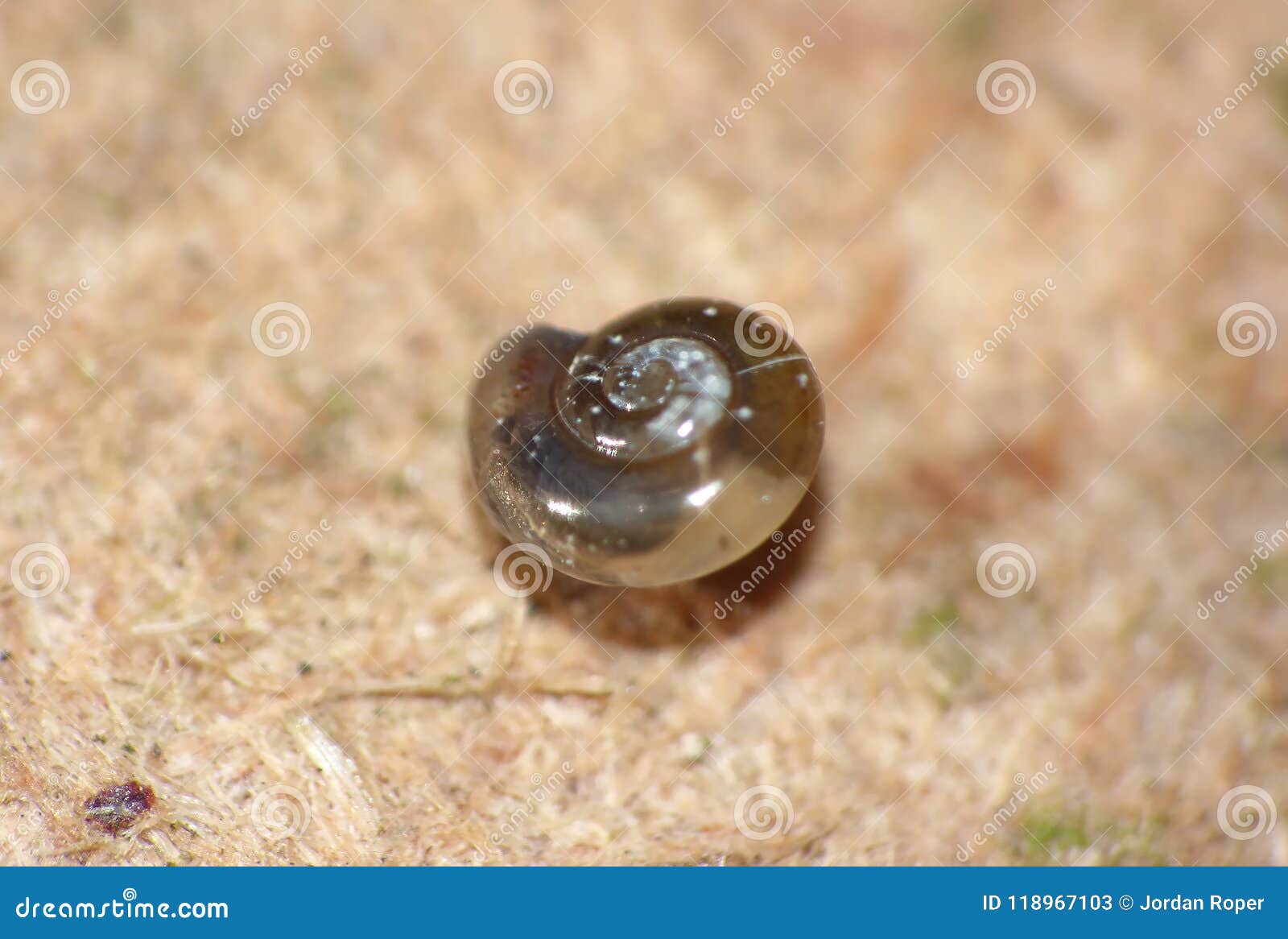 Macro Shot of Tiny Blue Snail Stock Image - Image of shell, nature ...