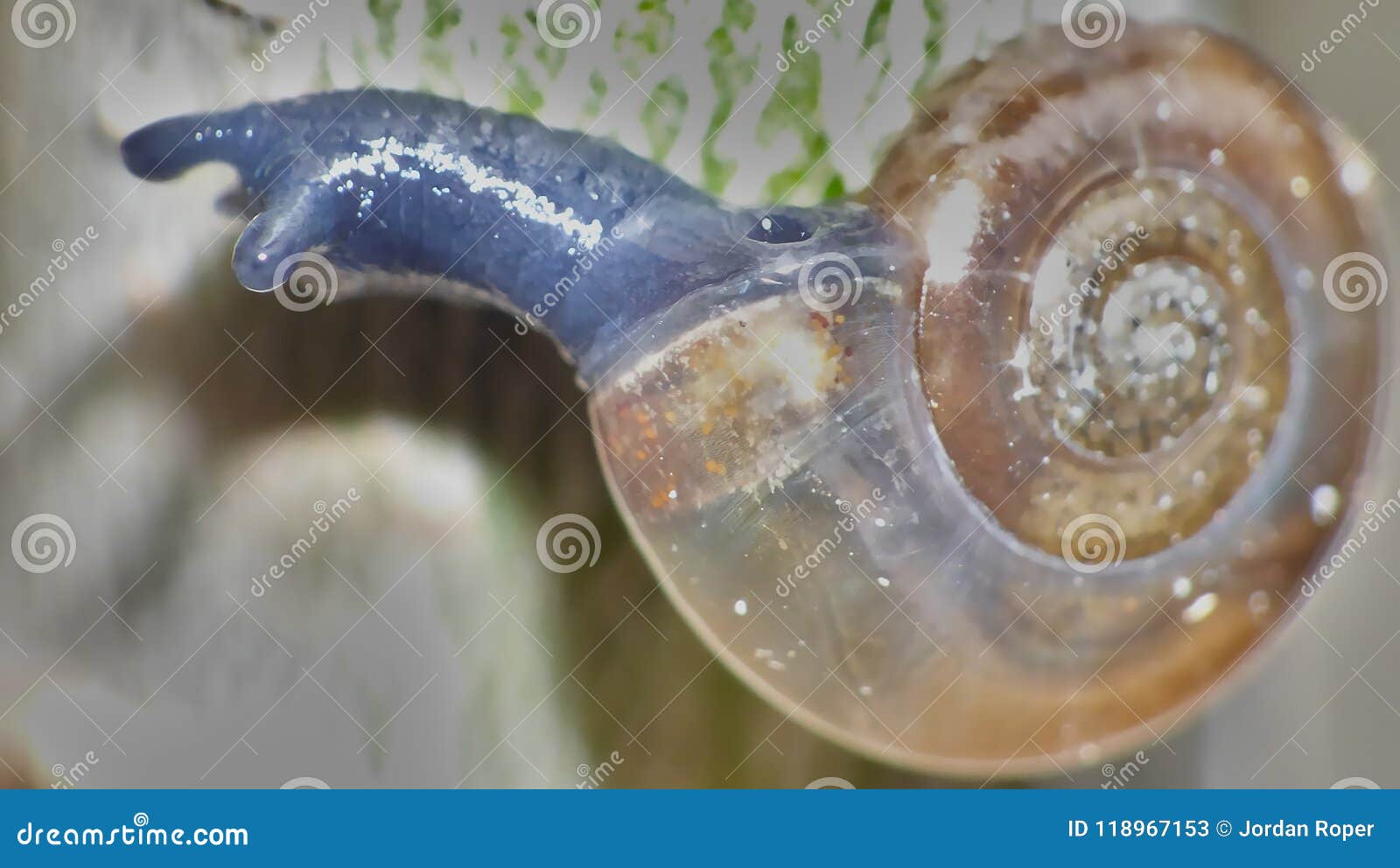 Macro Shot of Tiny Blue Snail Stock Image - Image of closeup, mollusk ...