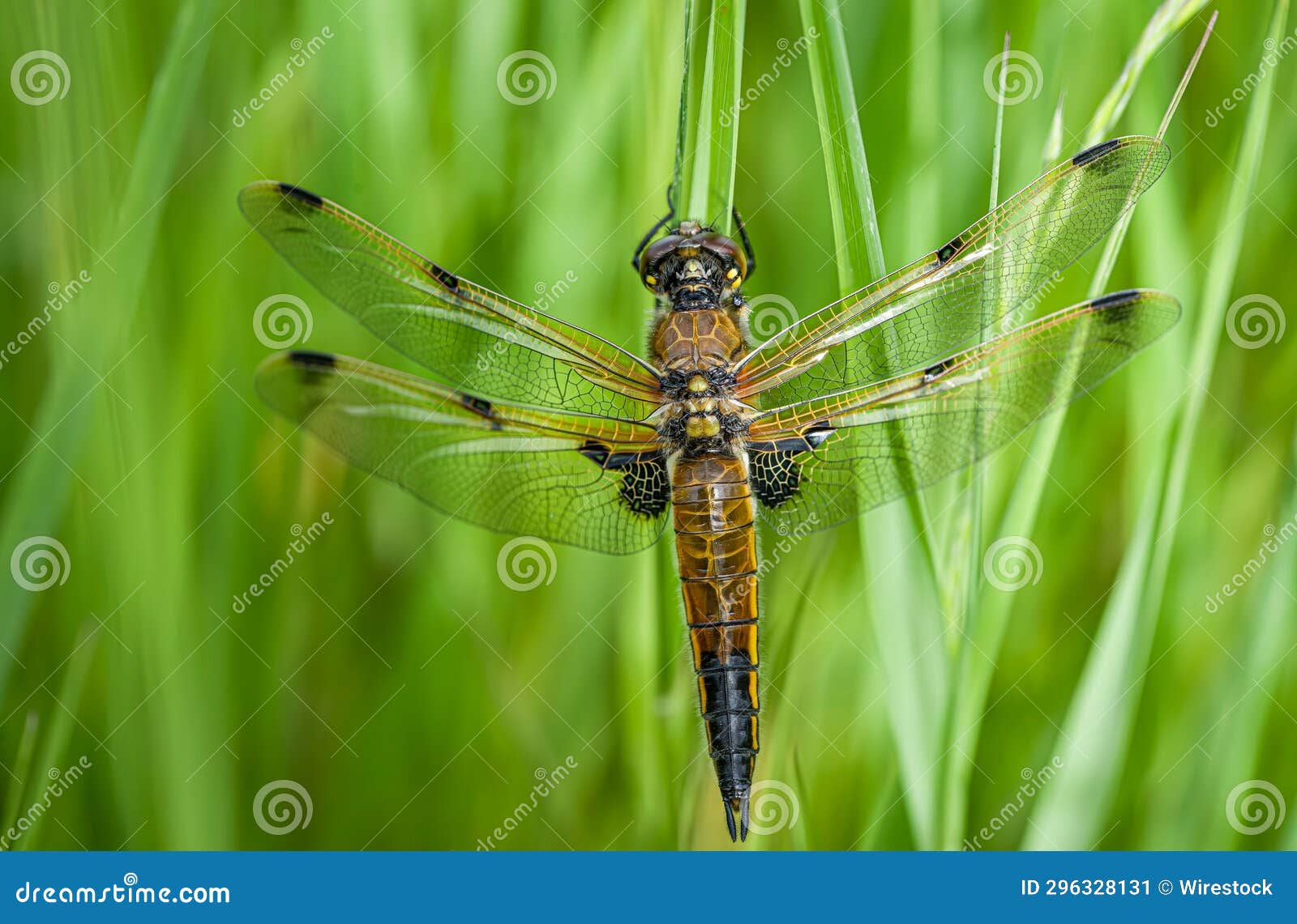 Macro Shot of a Tiny Dragonfly Perched on a Barren Stem of a Plant ...