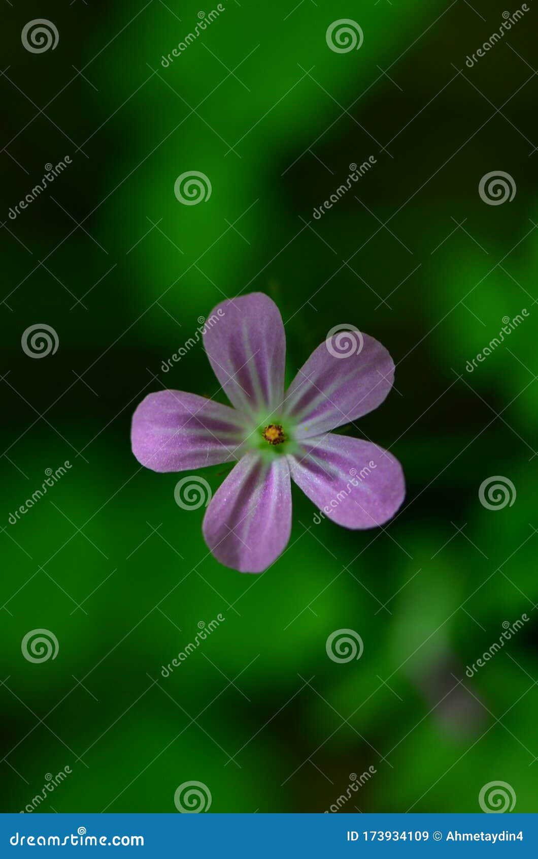 Macro Shot of a Tiny Flower Stock Image - Image of garden, flower ...