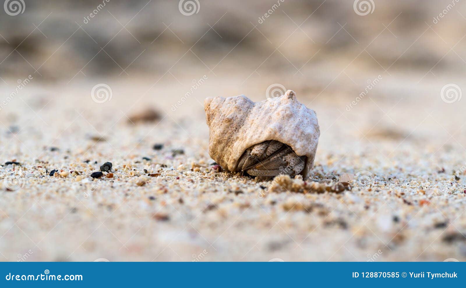 Macro Shot of Tiny Hermit Crab Hiding in the Shell on the Sand, Low ...
