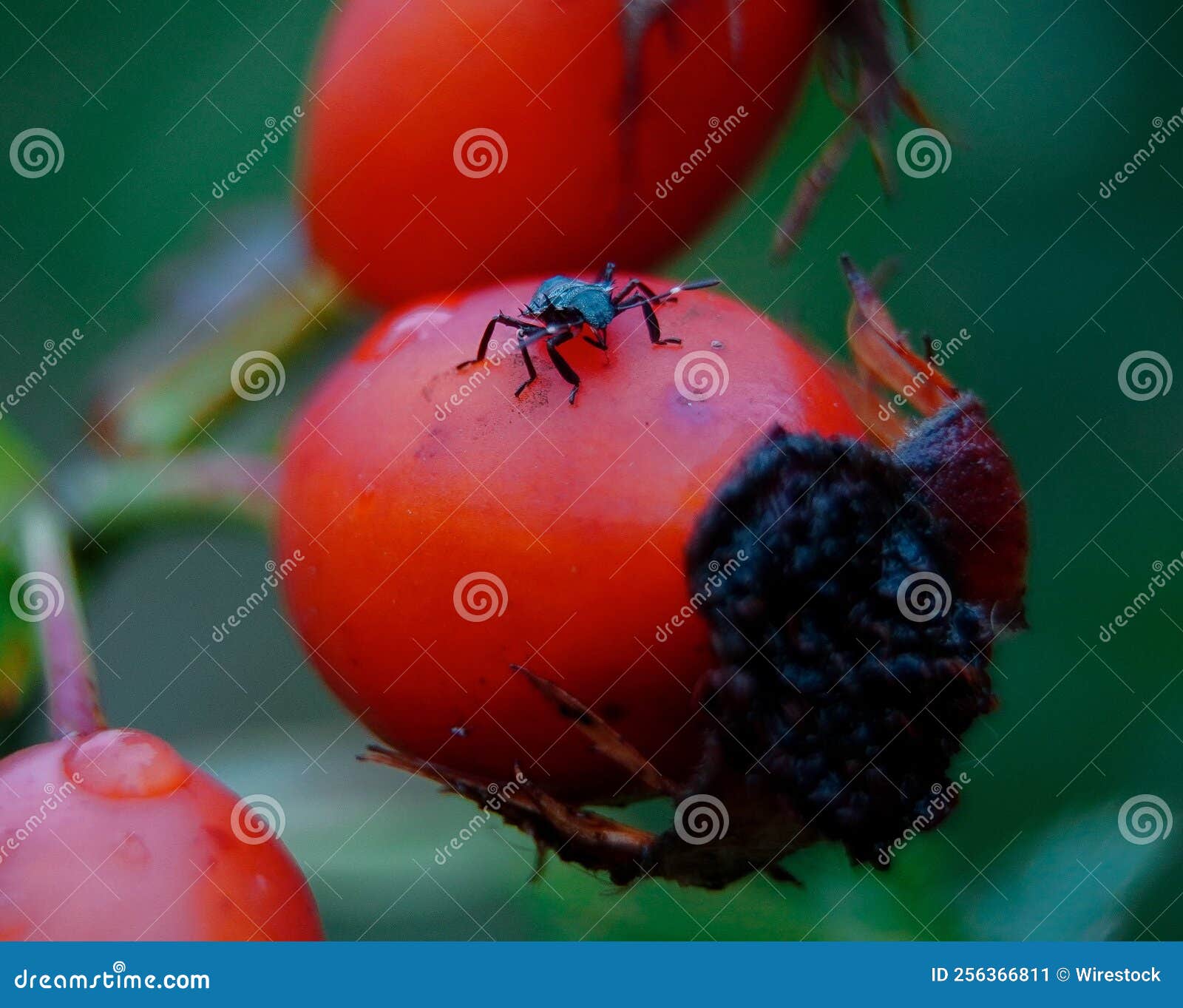 Macro Shot of an Tiny Insect on a Rose Hip Stock Image - Image of berry ...
