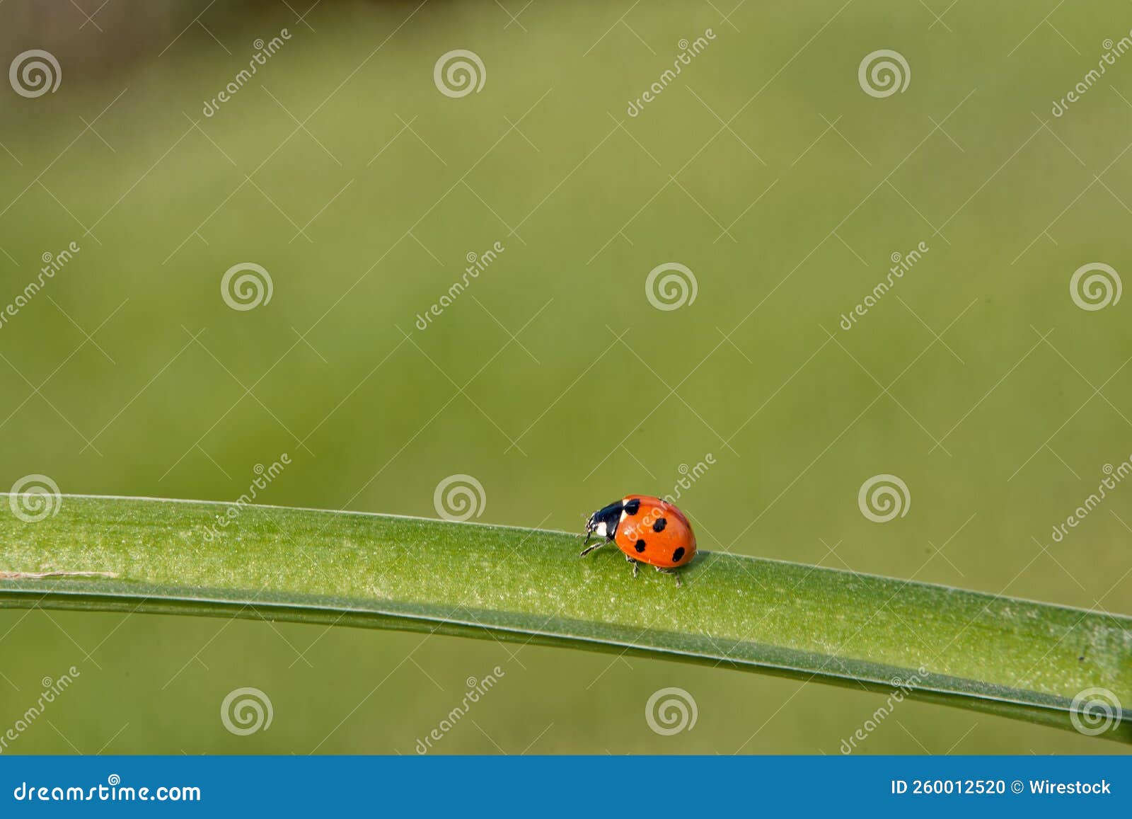 Macro Shot of Tiny Ladybug on a Branch on a Blurred Green Background ...