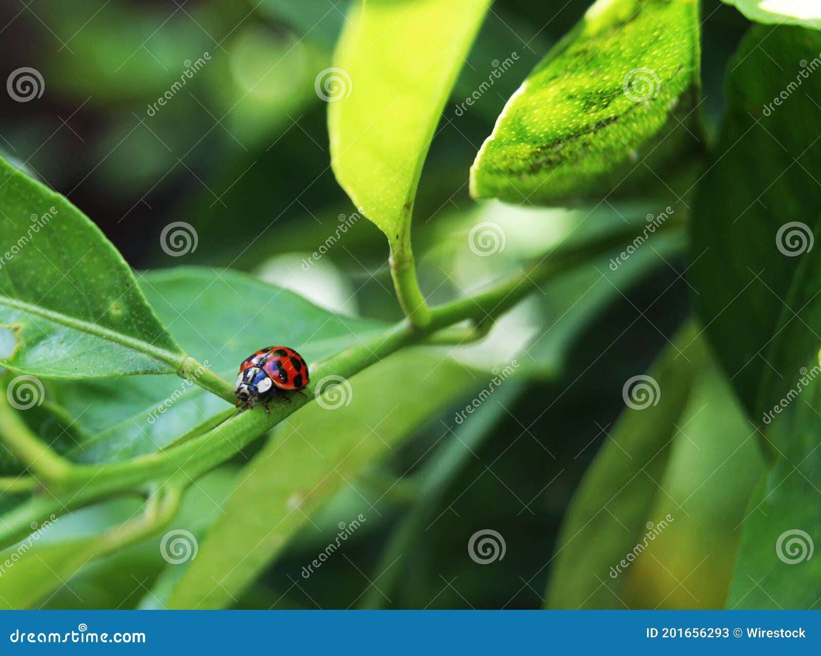 Macro Shot of a Tiny Ladybug Sitting on a Branch of a Tree Stock Image ...