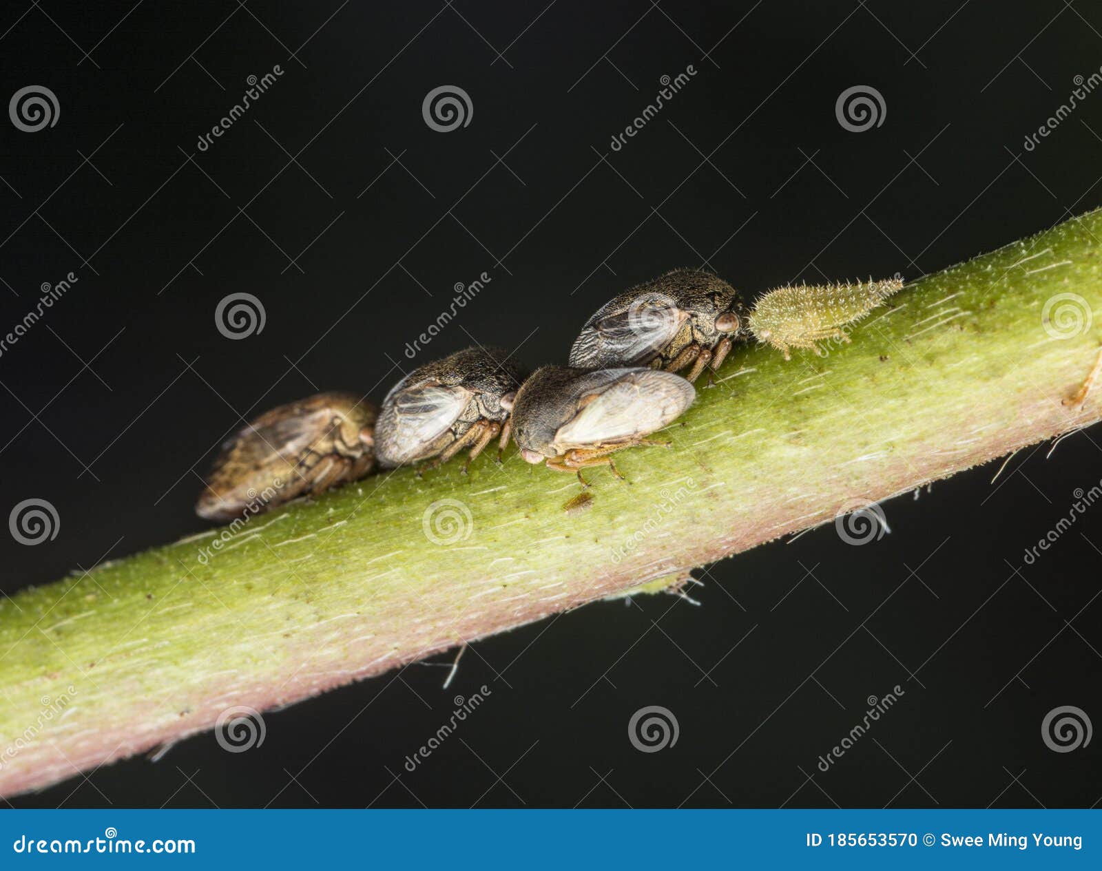 Macro Shot of Tiny Planthopper on the Wild Weed Branch Stock Photo ...