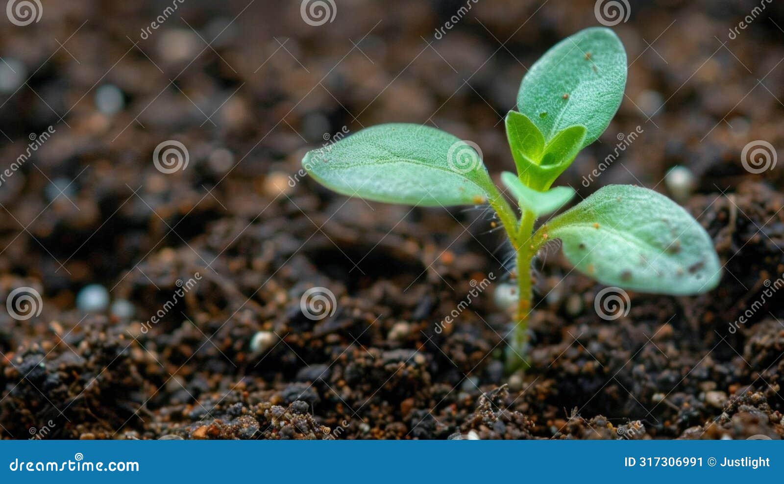 A Macro Shot of a Tiny Seedling Sprouting Out of Soil with the Edges of ...