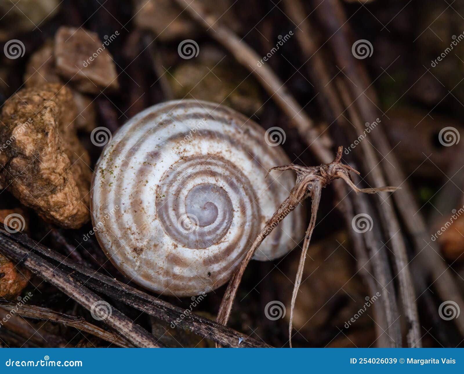 Macro Shot of a Tiny Striped Snail Shell among Small Pebbles and Twigs ...