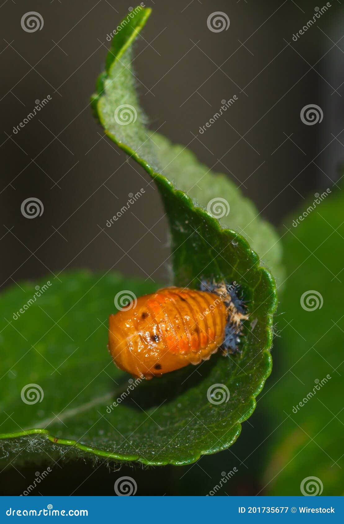 Macro Shot of the Transformation of the Ladybug on a Leaf Stock Image ...