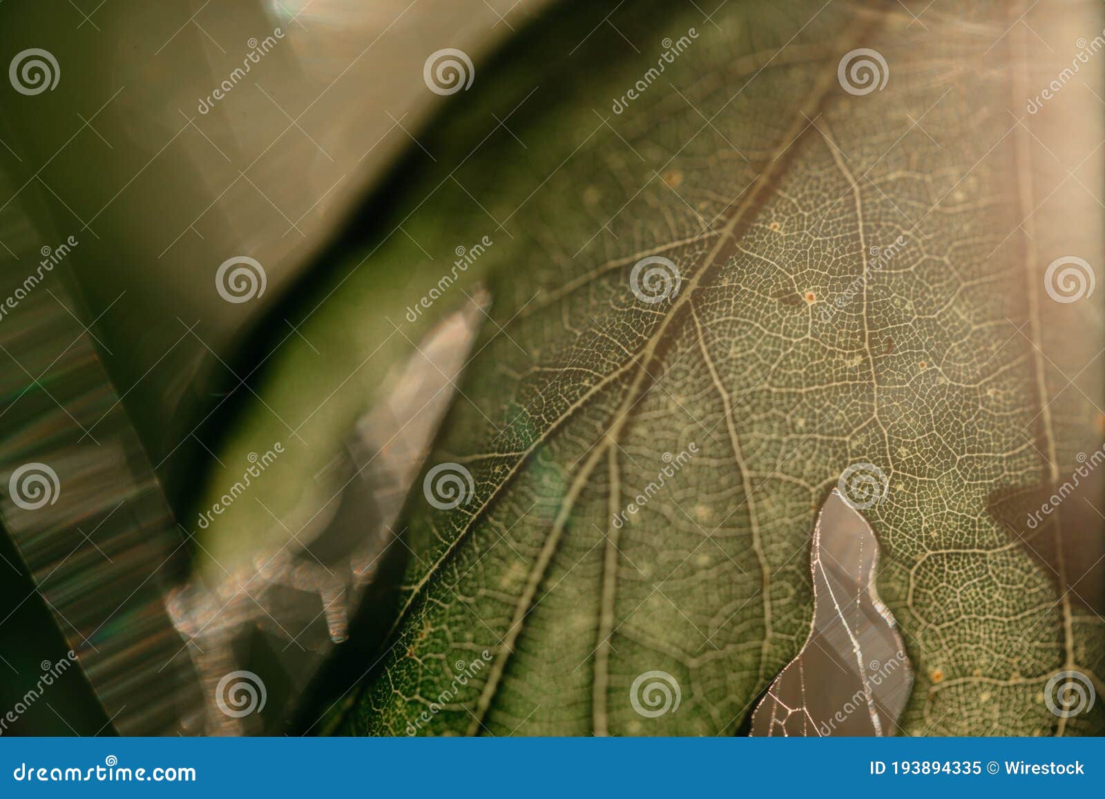 Macro Shot of Transparent Leaf with Spider Web Stock Image - Image of ...