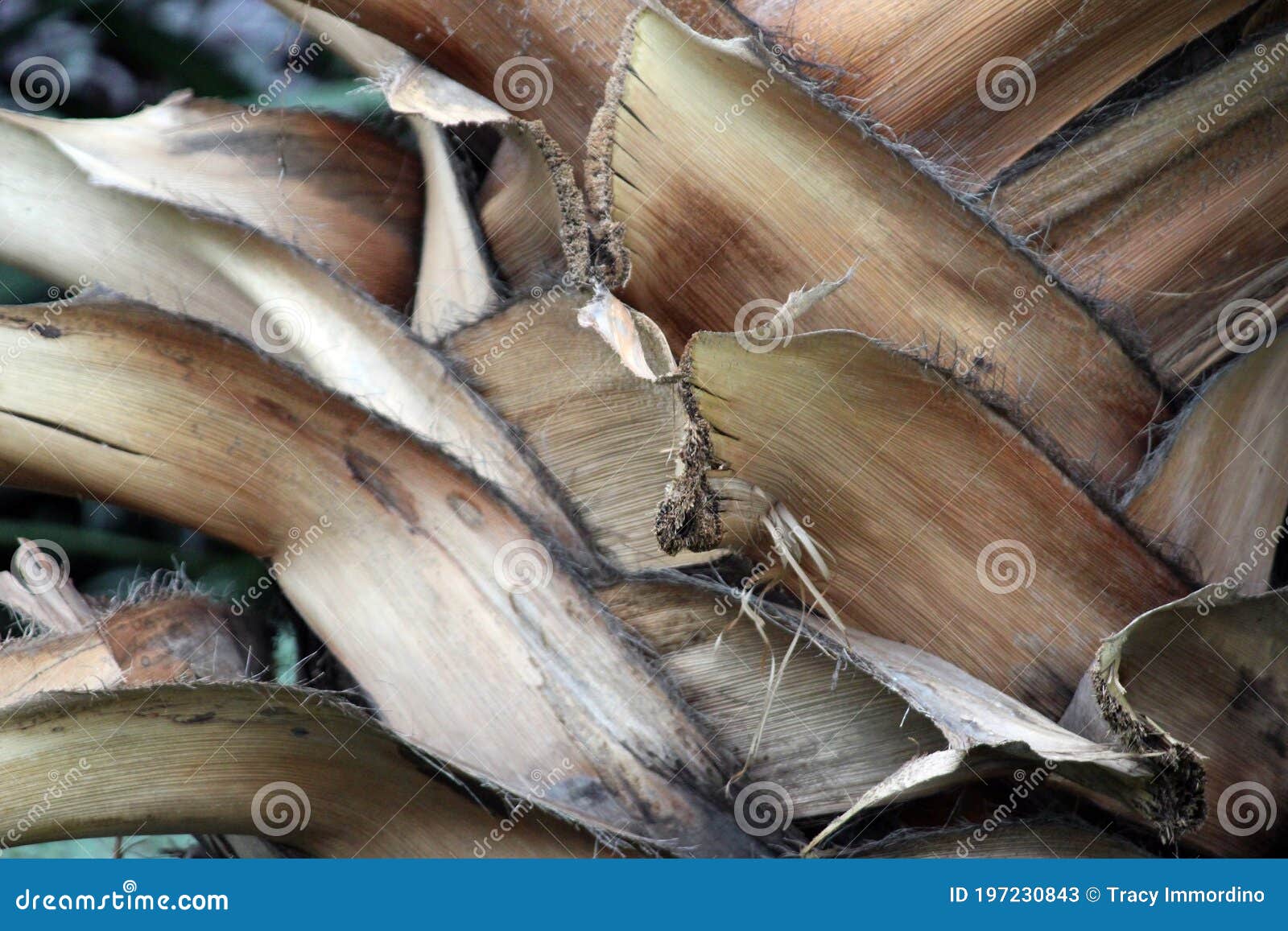 Close Up of the Peeling Tree Bark of a Bismark Palm Stock Image - Image ...