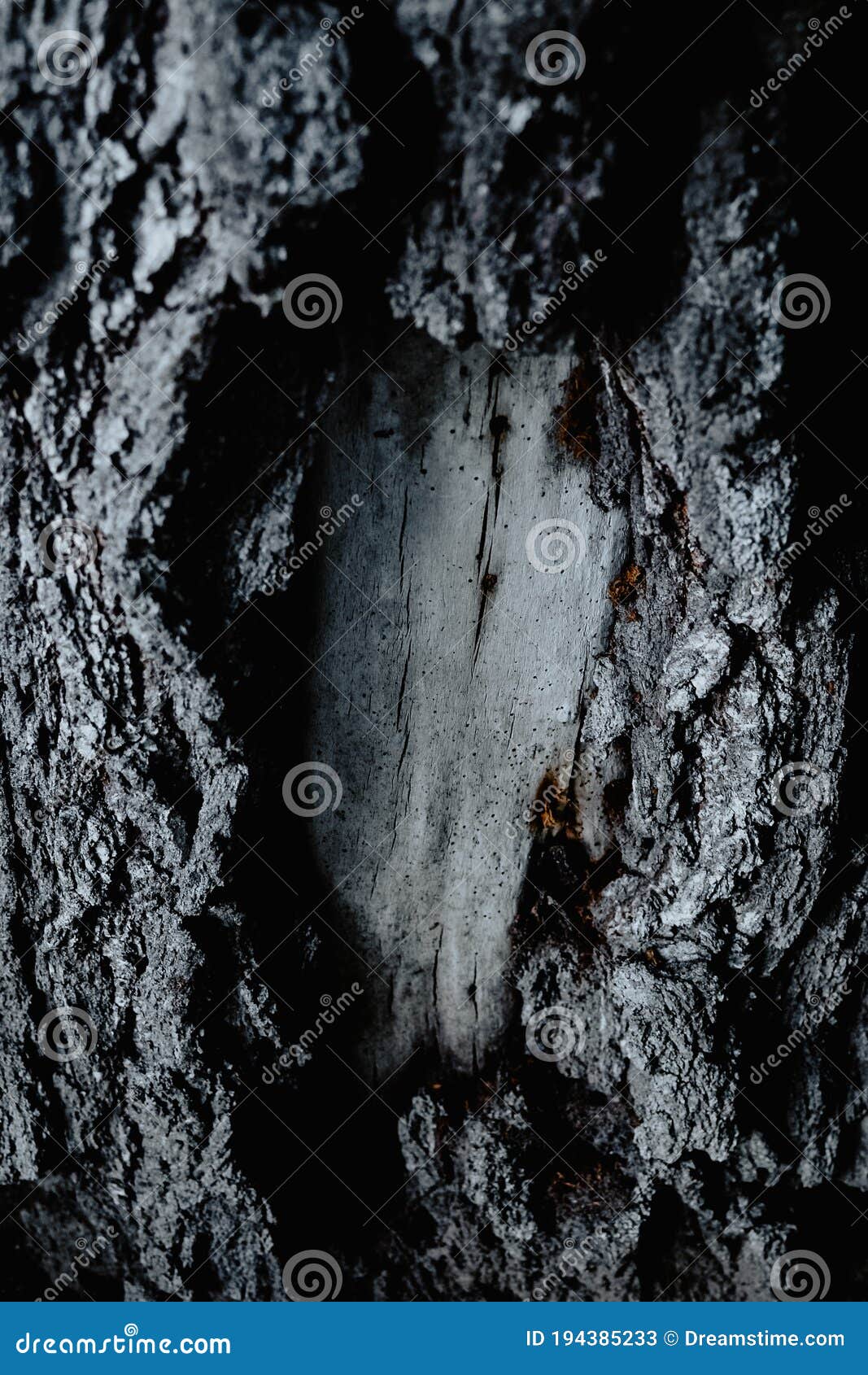 Macro Shot of a Tree Bark. Large Structural Texture Stock Image - Image ...