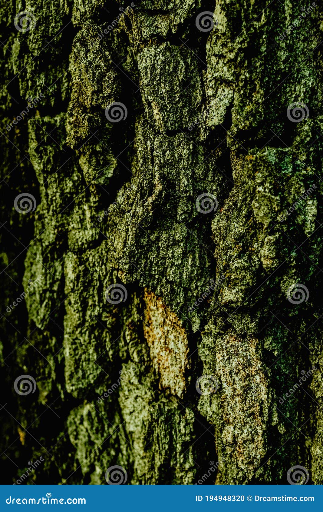 Macro Shot of a Tree Bark. Large Structural Texture Stock Photo - Image ...