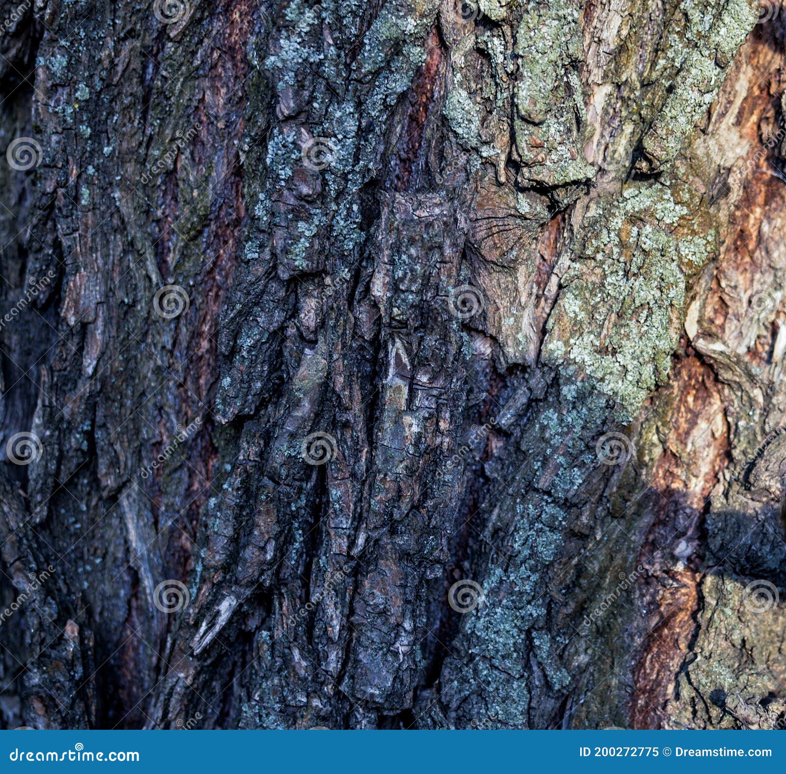 Macro Shot of a Tree Bark. Large Structural Texture Stock Image - Image ...
