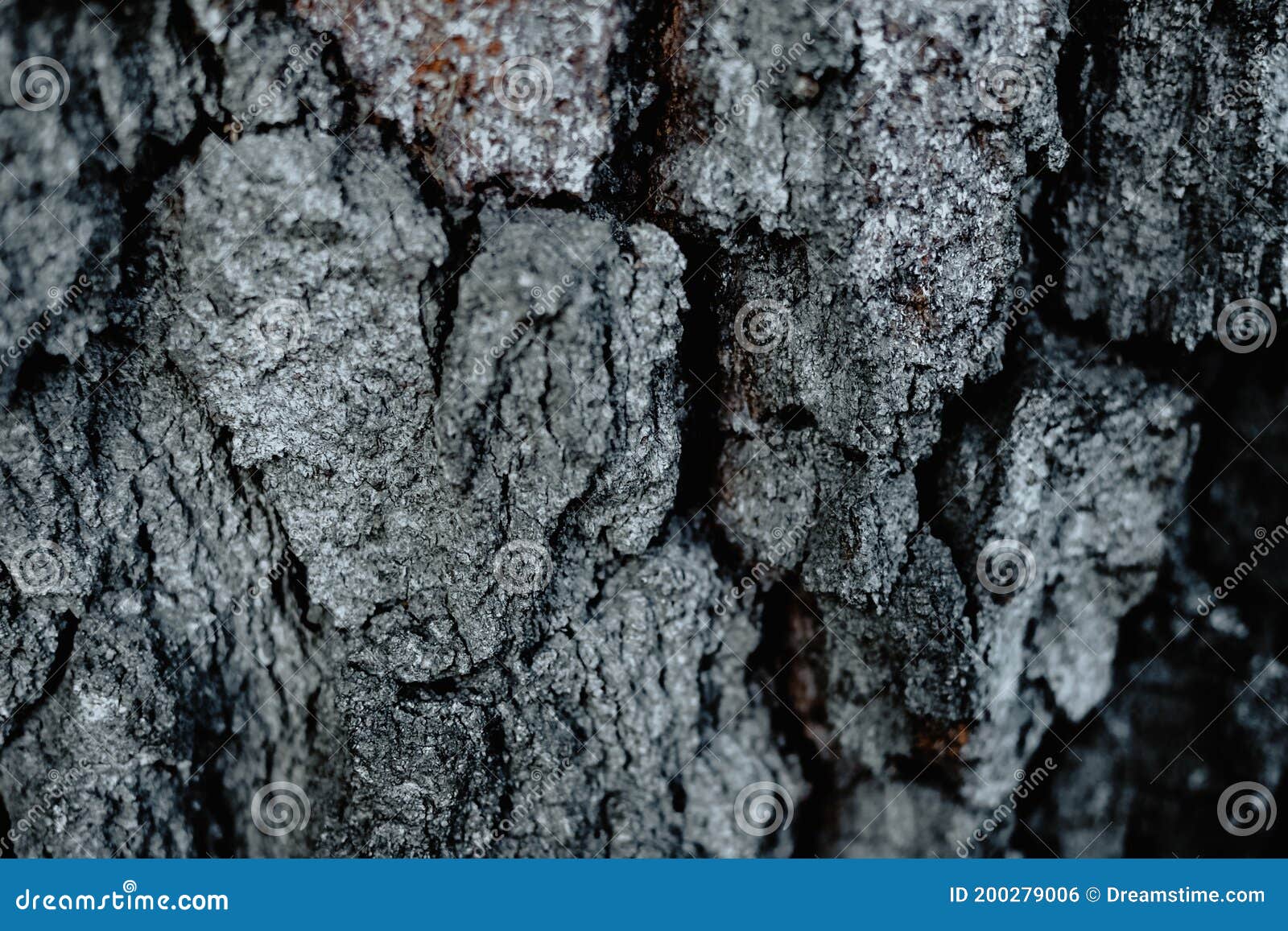 Macro Shot of a Tree Bark. Large Structural Texture Stock Photo - Image ...