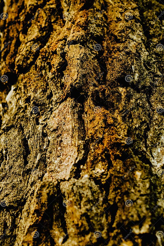 Macro Shot of a Tree Bark. Large Structural Texture Stock Photo - Image ...
