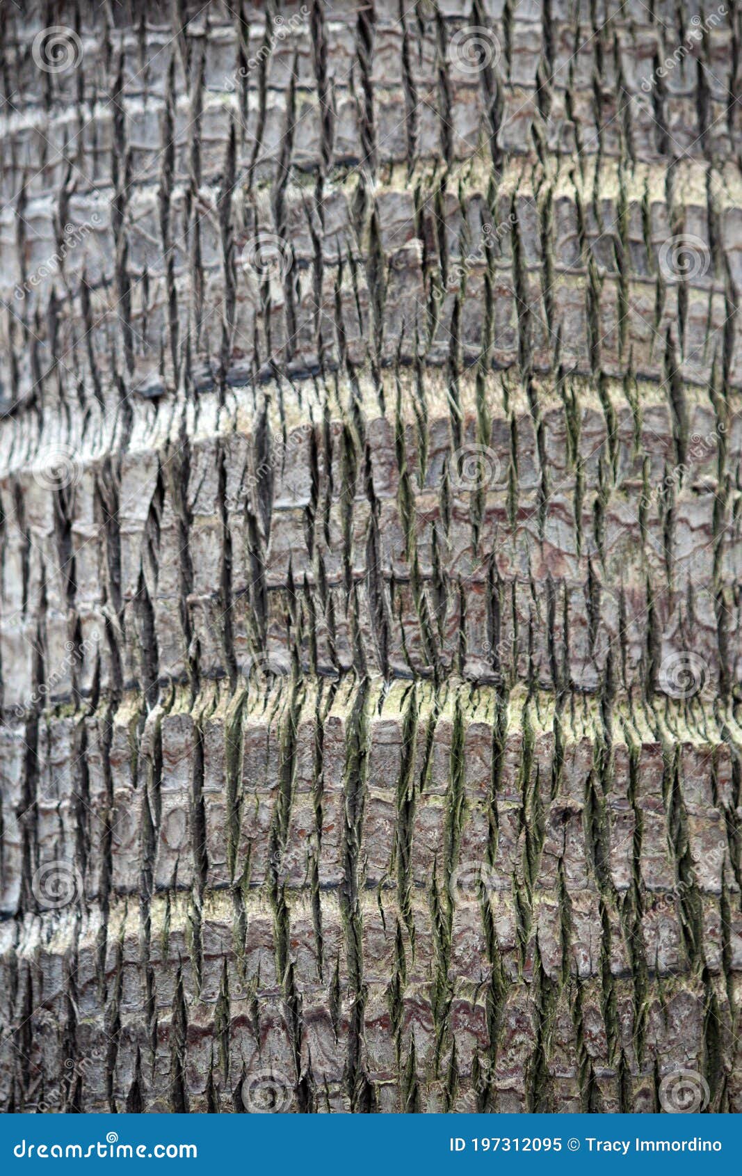Macro Photo of the Trunk of a Weeping Cabbage Palm Tree Stock Image ...
