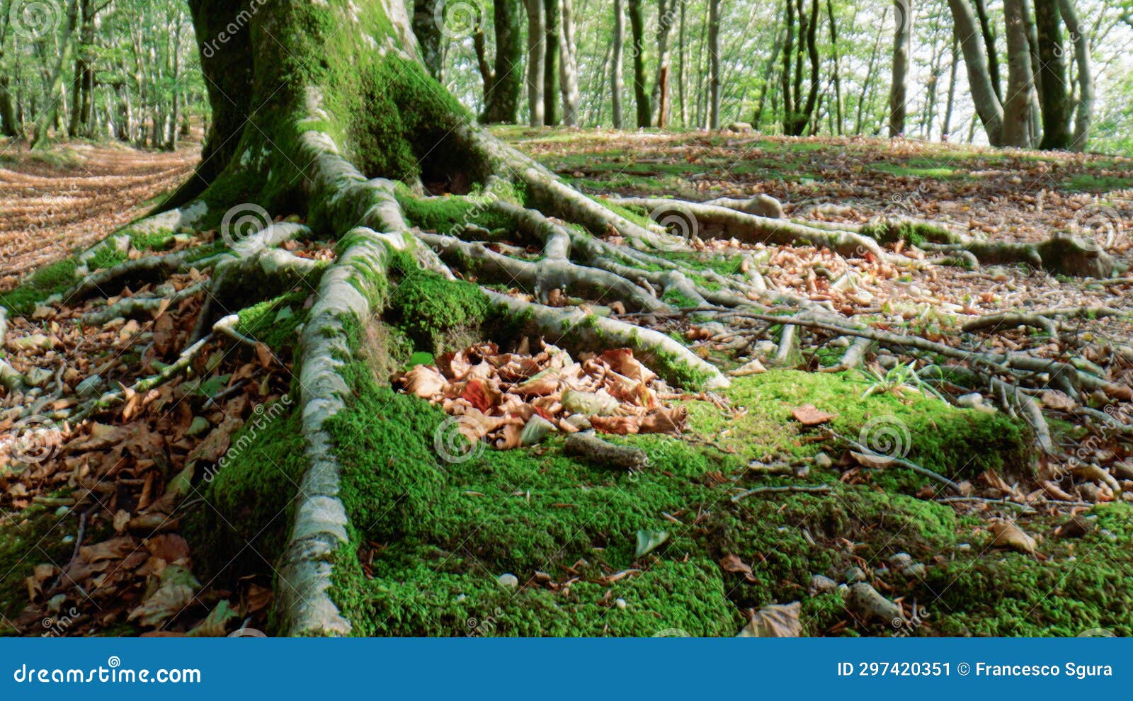 Tree Root among Autumn Leaves Stock Image - Image of park, trees: 297420351