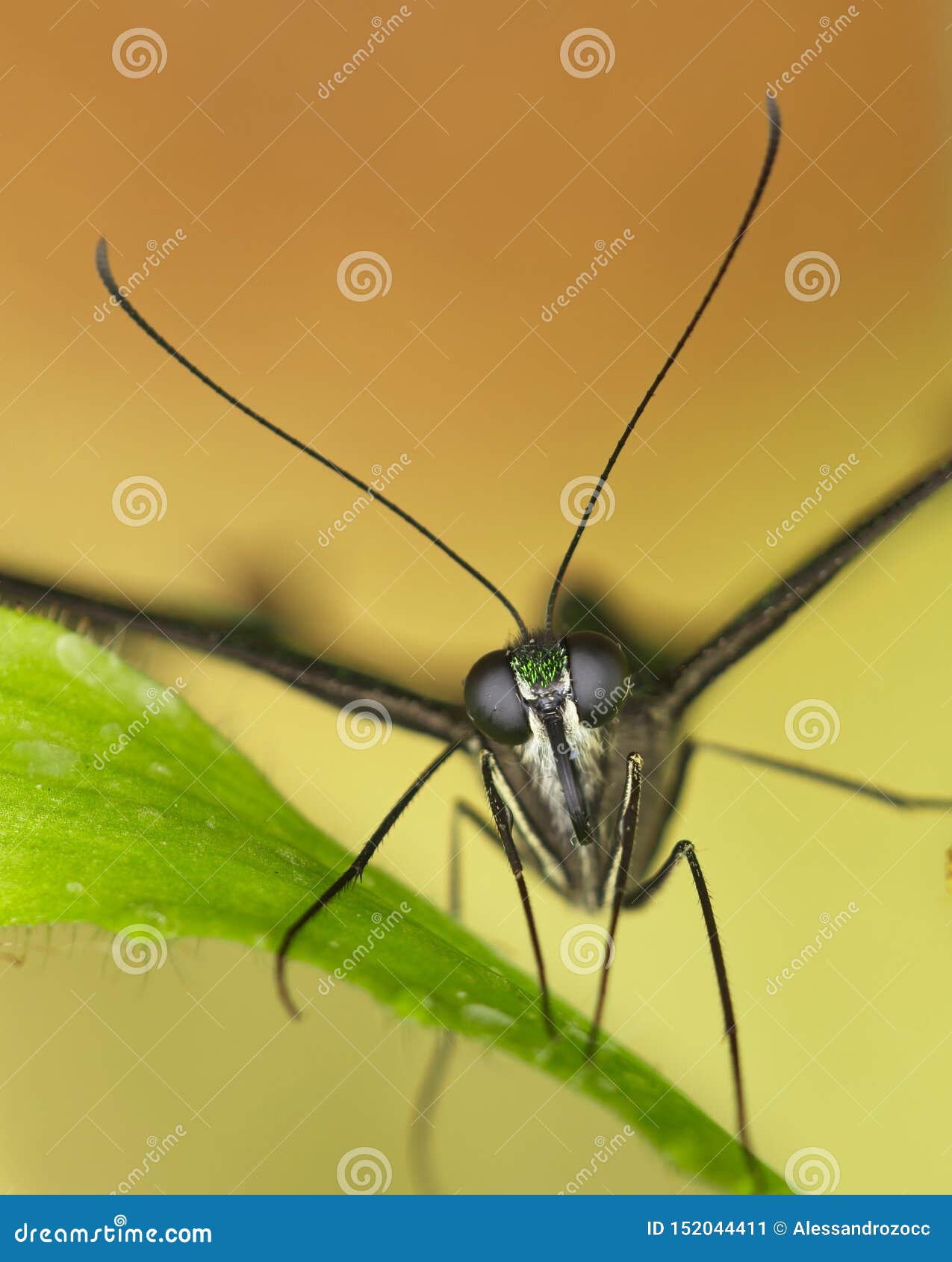 Macro Shot of Tropical Butterfly Stock Image - Image of closeup ...