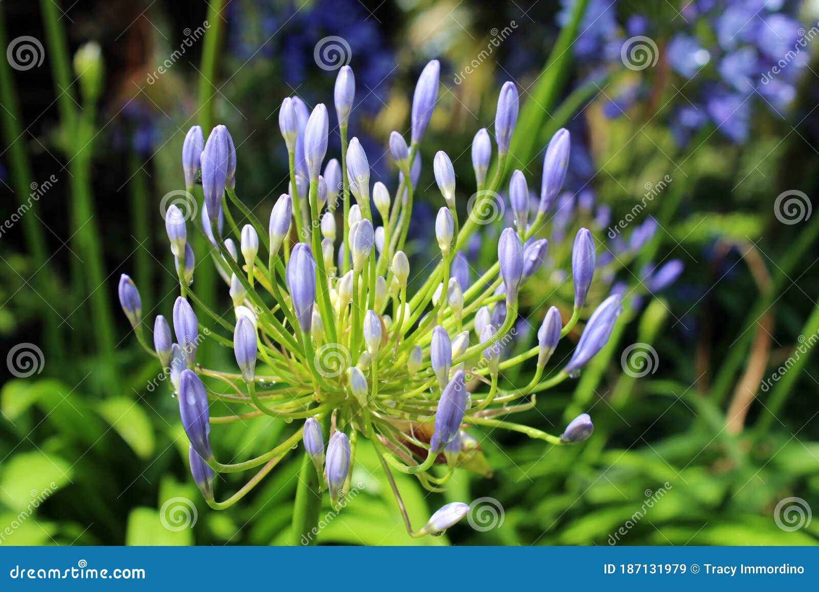 Close Up of a True Blue Allium Beginning To Bloom Stock Image - Image ...